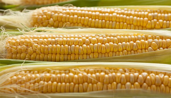 vellos de elote mazorca vegetales te - Revista VIDASANA